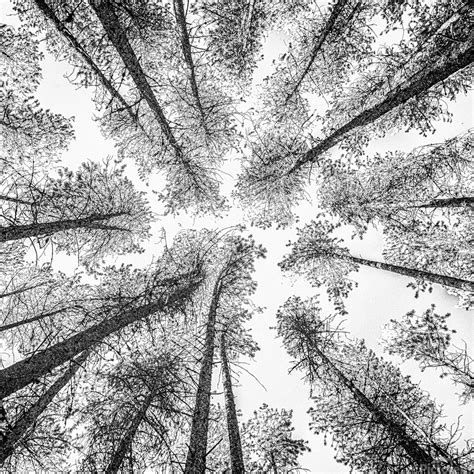 Tree Etching 002 By 1x Wall Art