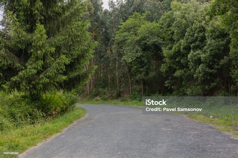 숲 속의 시골 아스팔트 도로 푸른 나무를 따라 걷는 길은 미지의 세계로 변합니다 0명에 대한 스톡 사진 및 기타 이미지 0명 거리 경관 Istock