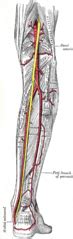 Tibialis Posterior Muscle Wikipedia