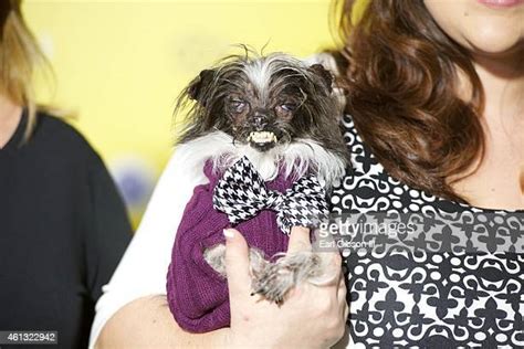 Worlds Ugliest Dog Photos Et Images De Collection Getty Images