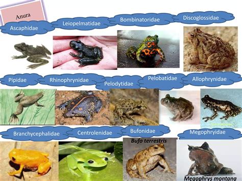 Amphibi Ppt