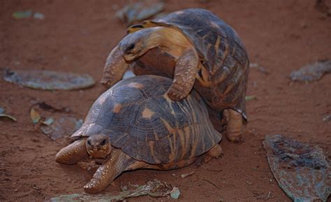 Man Interrupts Tortoise Sex World S Slowest Chase Scene Ensues