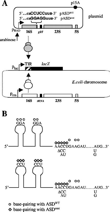A The Genetic System Used Here Plasmid And E Coli Chromosomes Are Download Scientific