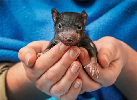 What The Devil 4 Pathfinder November December 2020