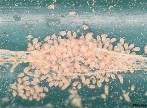 Acarus Siro Sladokaz Moučný Acaridae Sladokazovití Natura Bohemica