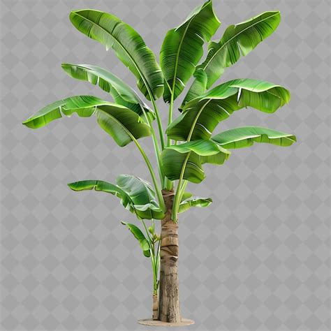 Premium Psd Banana Tree With Large Elongated Leaves Tall And Sturdy Pseu Png Tree Image On