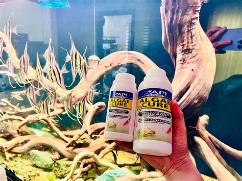 Api Algae Cure Pond 250ml Chiết Mỹ Đình Aquarium
