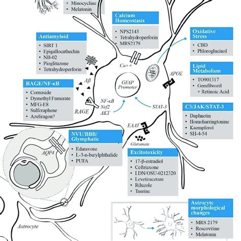Schematic Representation Of The Main Pathophysiological Download Scientific Diagram