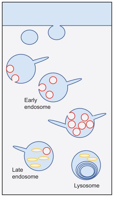 Biogenesis And Function Of Multivesicular Bodies Pmc