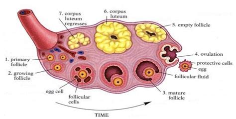 Anatomy Of Human Ovary Labelled Diagram Zazzle Vrogue Co
