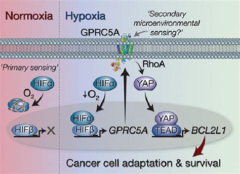 Cancers Last Gasp Could Be If Hypoxia Pathway Is Blocked