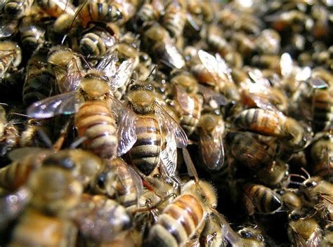 Inkfish Bees Can Smell How Much Sex Their Queen Has Had