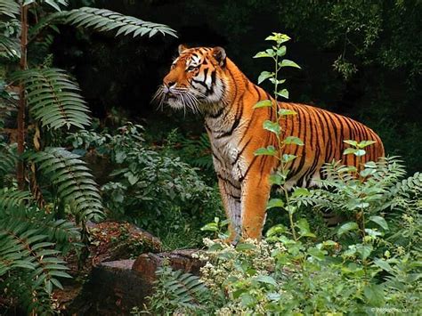 Bengal Tiger Panthera Tigris Tigris Display Full Image