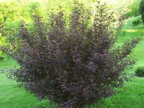 Native Shrub Physocarpus Opulifolius Diablo