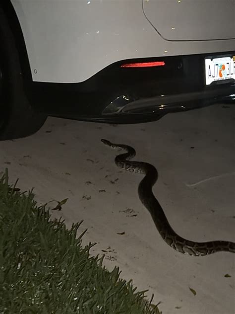 Eddmaps Record Id 13278696 Burmese Python Python Molurus Ssp