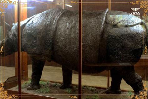 Uncovering The Mystery Of The Javan Rhinoceros A Journey Through