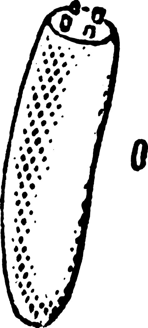 Chinch Bug Vintage Illustration 13894304 Vector Art At Vecteezy