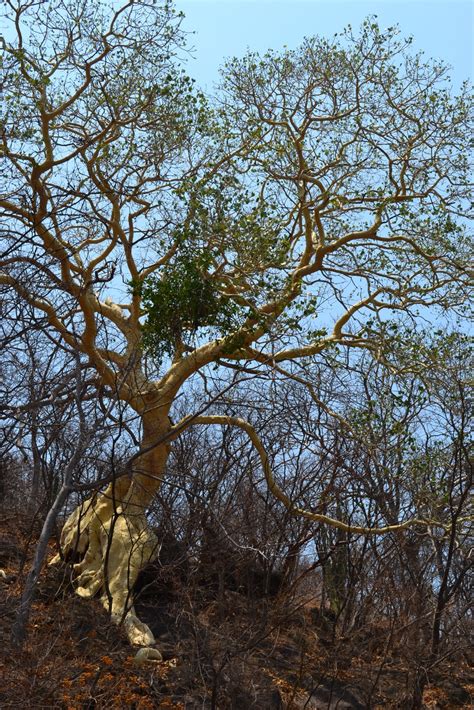 El Complicado Rescate De La Selva Baja Caducifolia La Jornada Morelos