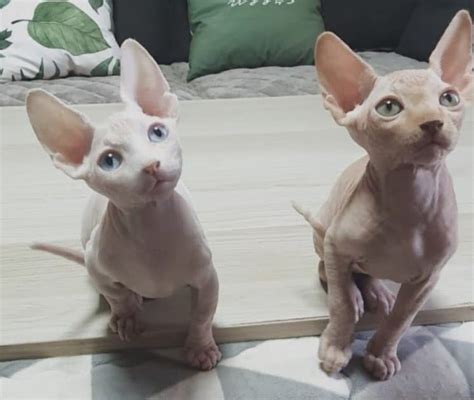 스핑크스 고양이 분양가 및 특징