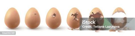 현실적인 농장 닭 계란 깨진 부화 병아리 단계 계란 껍질 조각으로 금이 계란 인큐베이터 벡터 세트에서 3d 깨지기 쉬운 달걀 브레이크 달걀에 대한 스톡 벡터 아트 및 기타