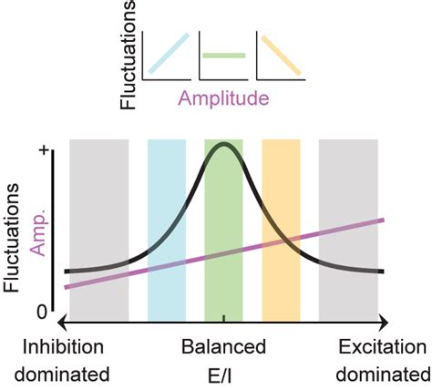Linkenkaer Lab On Twitter Balance Between Excitation And Inhibition Is