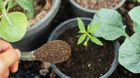 3 вредных удобрений какие вредны для садовых культур примеры опасных подкормок как выбрать