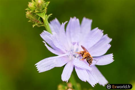 Apis Mellifera Exworld