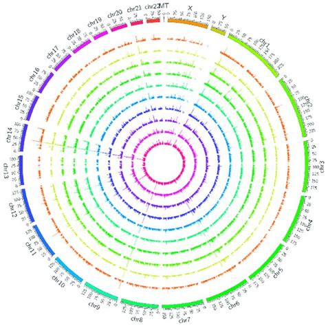 Long Noncoding Rnas Lncrna Mapping Shows Lncrna Distribution In Each Download Scientific