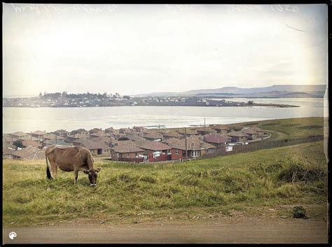 Lost Wollongong & Yesterday Stories - A cow enjoying the spectacular ...