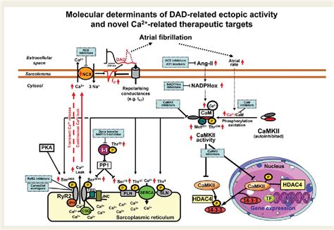 Figure 1 From The Multidimensional Role Of Calcium In Atrial Fibrillation Pathophysiology
