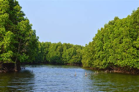 The Global Explorer Touring The Mangrove