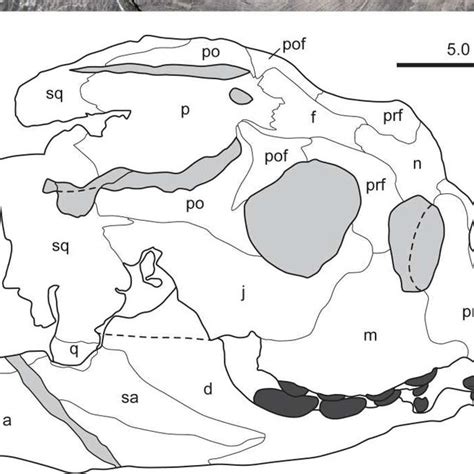 1 Examples Of Placodont Morphotypes A The Unarmoured Basal Download Scientific Diagram