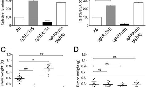 Blank Stem And Leaf Plot Template Unique Agrobacteria Regarding Blank Stem And Leaf Plot