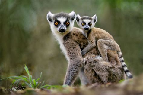 12 Best Things To Do In Madagascar