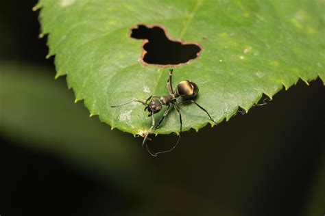 Ant On A Leaf Stock Photo At Vecteezy