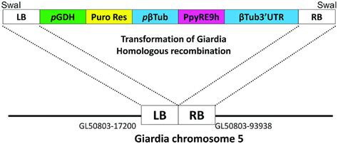 Schematic Of Targeting Vector And Homologous Recombination The
