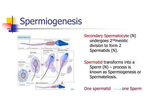 2 Spermatogenesis Sperm Semen Pdf Bsc Nursing Ppt