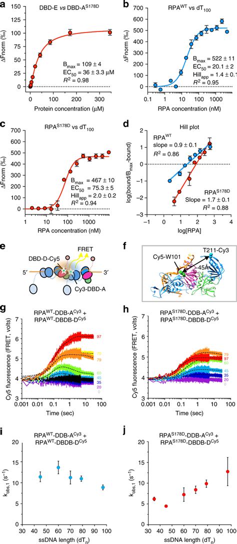Biophysical Assessment Of An Rfa1 Phosphomimetic Mutant A Microscale