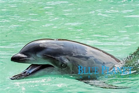 Whale Dolphin Hybrid