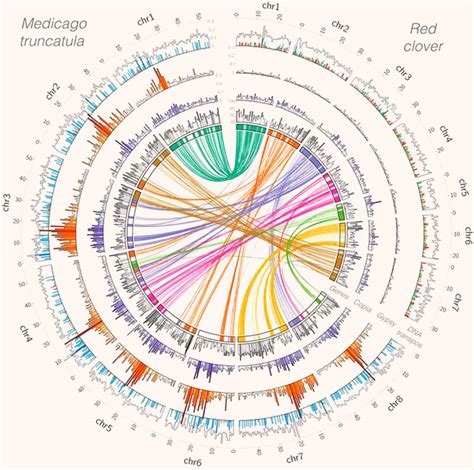 Red Clover Genome Sequenced Genetics Sci