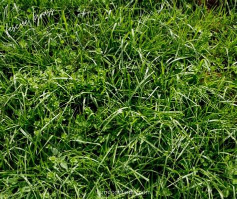 Different Types Of Lawn Grass For Your Yard Names Pictures