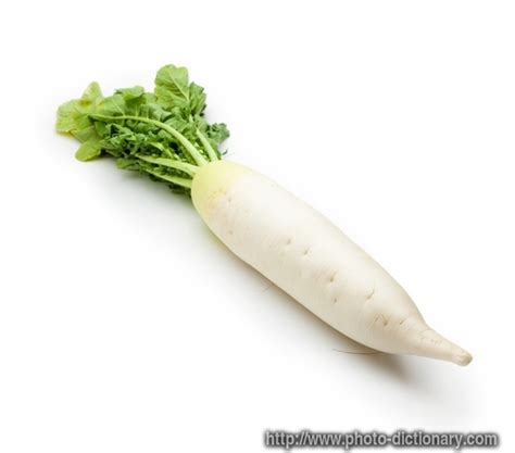Daikon Raddish Photo Picture Definition At Photo Dictionary Daikon