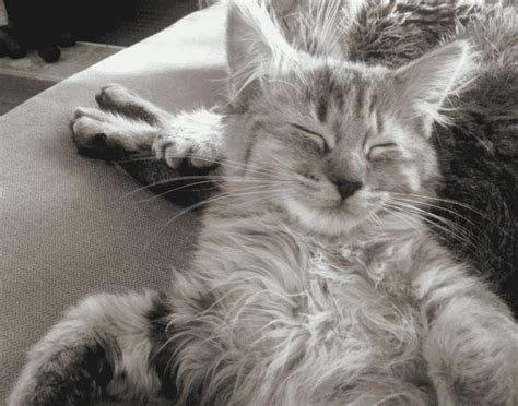 Pixie Bob Kittens And Pixie Bob Cats Forest Hunter Pixie Bobs