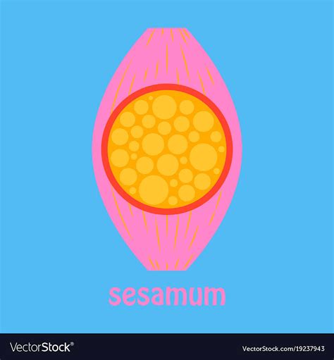 Free Flat Of The Normal Sesamoid Bone External And Vector Image Nohatcc