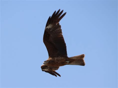神奈川県の観光に手を出し始めた富士急が離島にも進出ってマジか？ バス総合情報誌「バスマガジン」公式webサイト