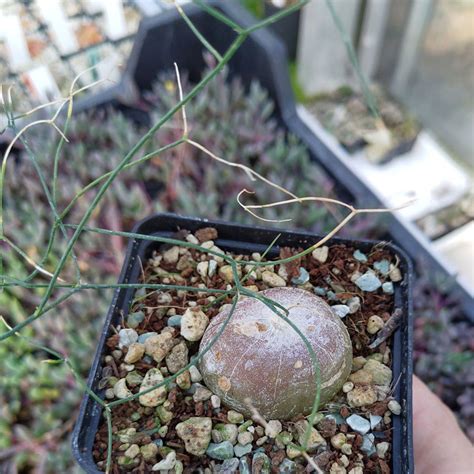 Schizobasis Intricata Bulbs