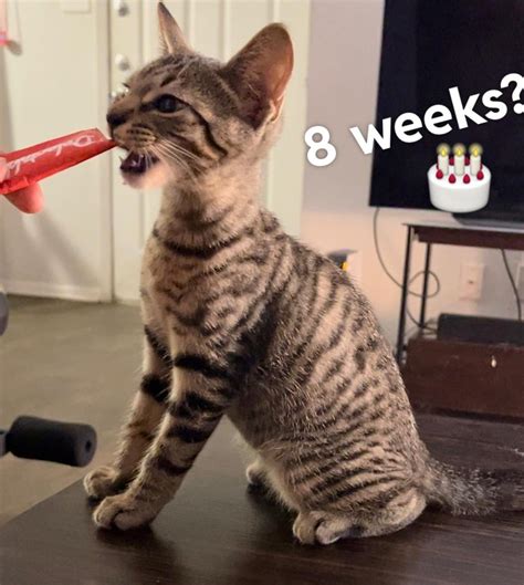 My Male I Think Kitty Ate A Roach R Cathelp