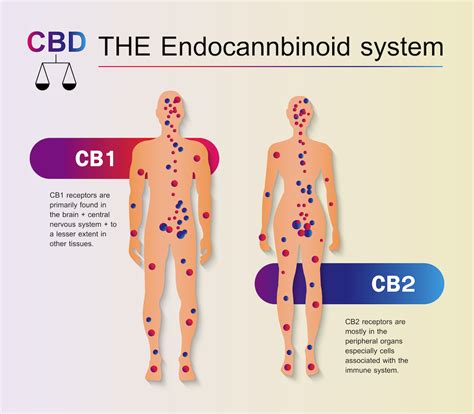 How Does Cbd Interact With The Endocannabinoid System