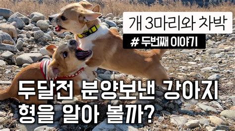 두번째 이야기 두달 전 분양을 보낸 맨두를 만나러 갑니다 Youtube