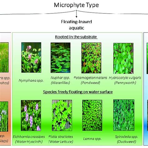 Macrophyte Classification [35] Download Scientific Diagram